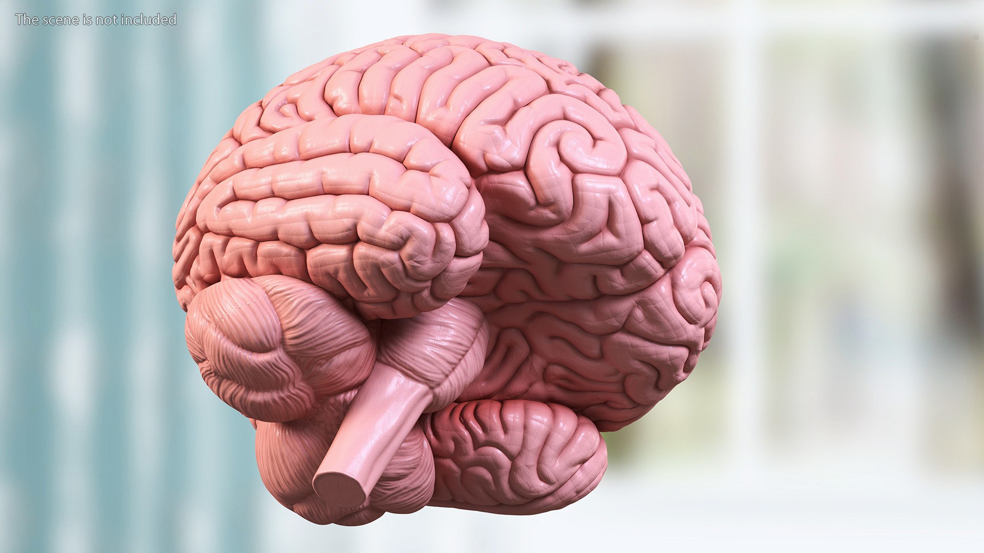 Human Brain Plastic Model 3D - TurboSquid 2268842