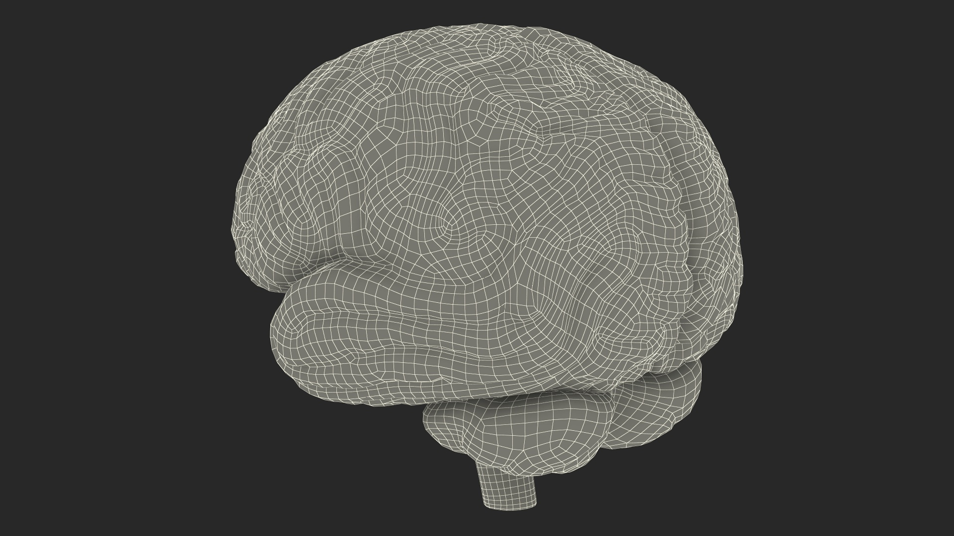 Human Brain Plastic Model 3D - TurboSquid 2268842