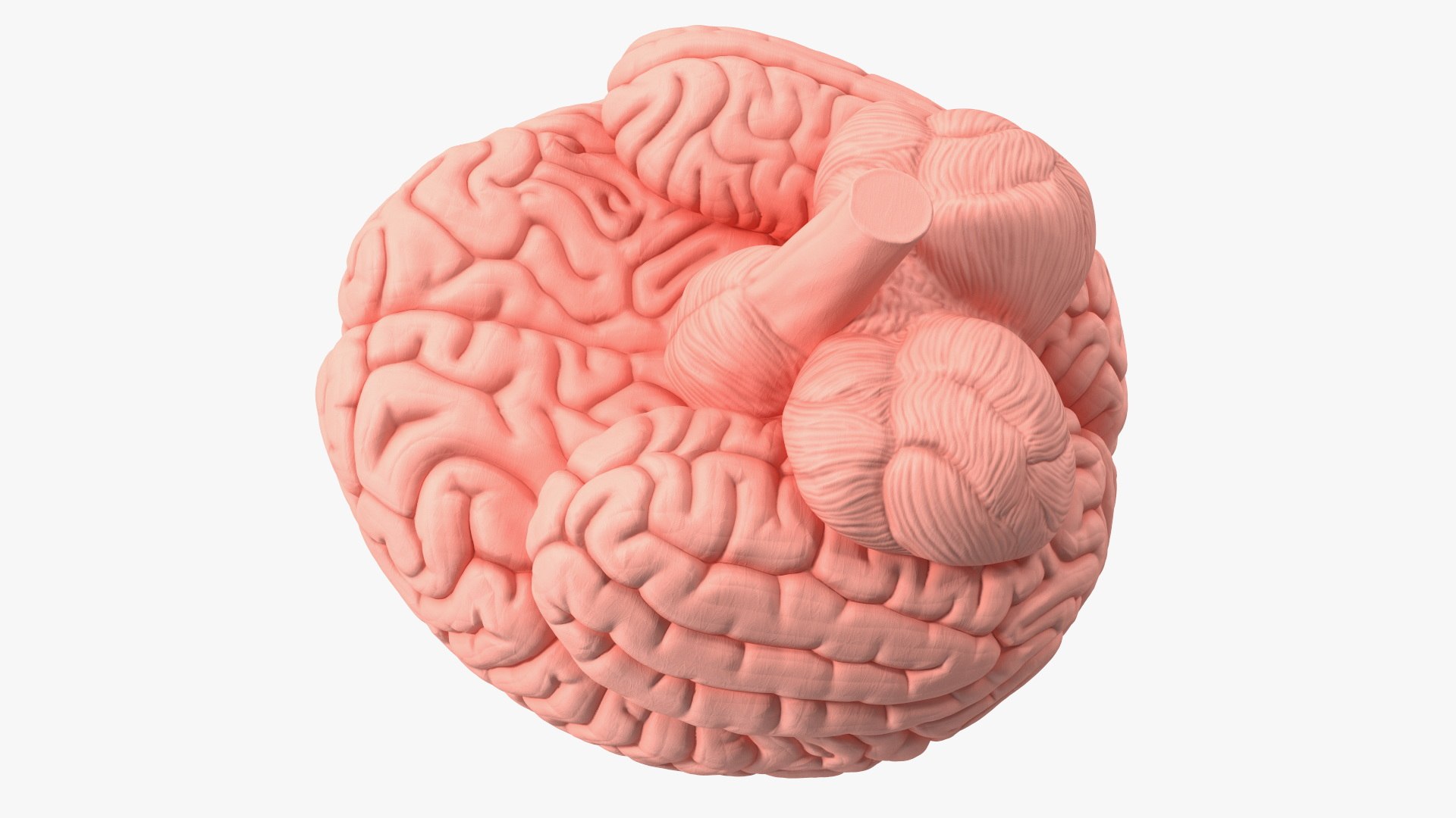 Human Brain Plastic Model 3D - TurboSquid 2268842