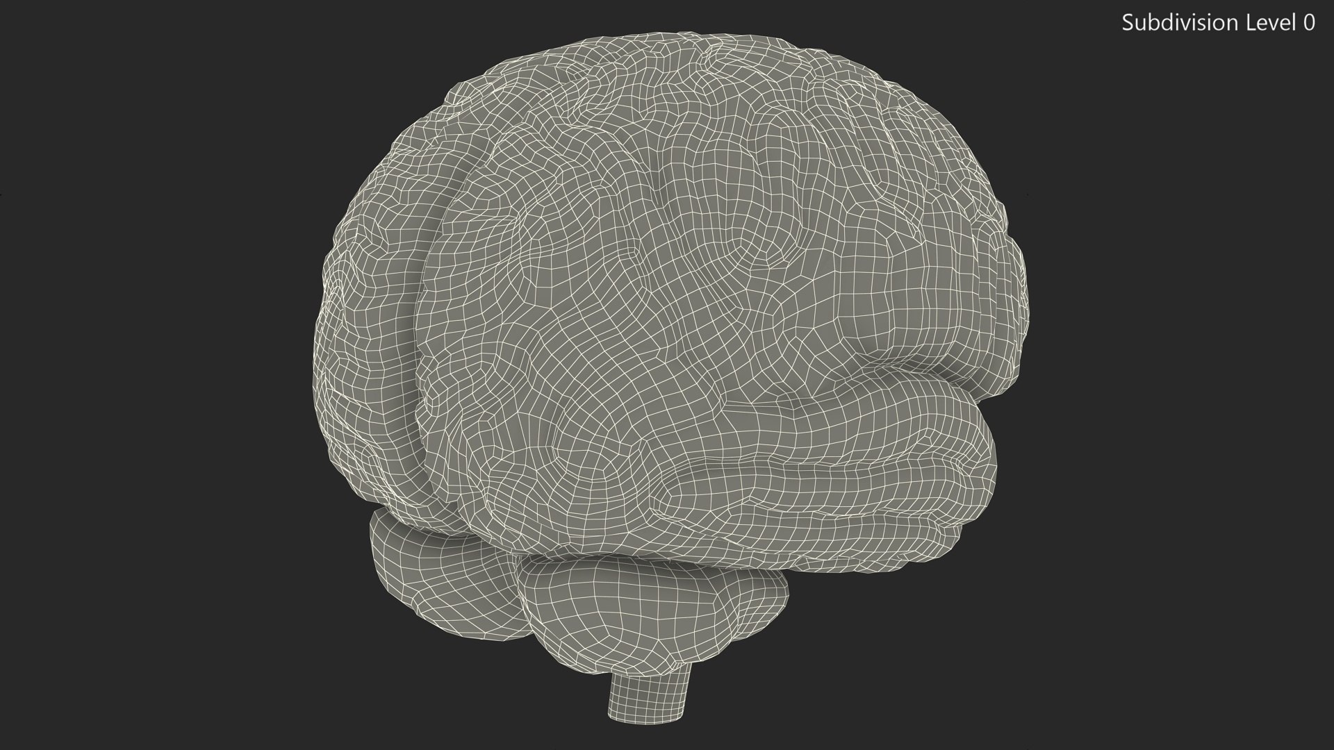 Human Brain Plastic Model 3D - TurboSquid 2268842