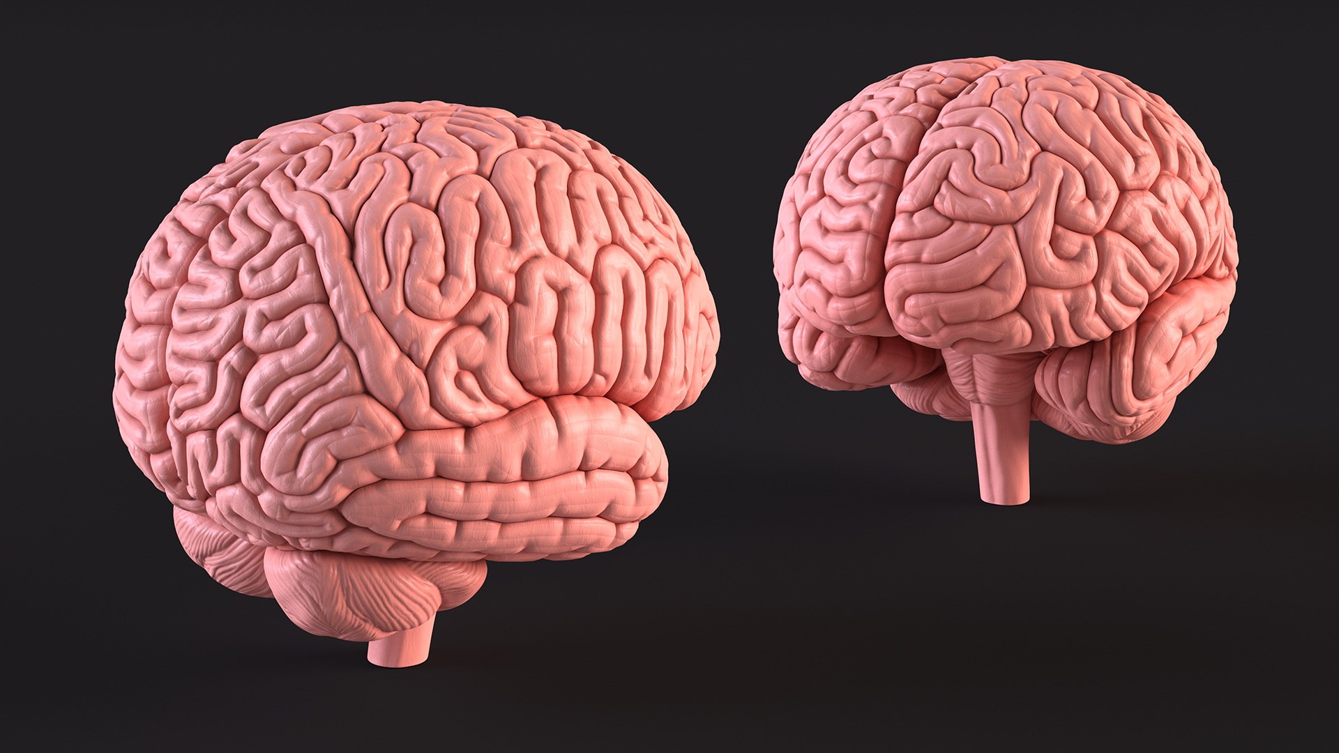 Human Brain Plastic Model 3D - TurboSquid 2268842