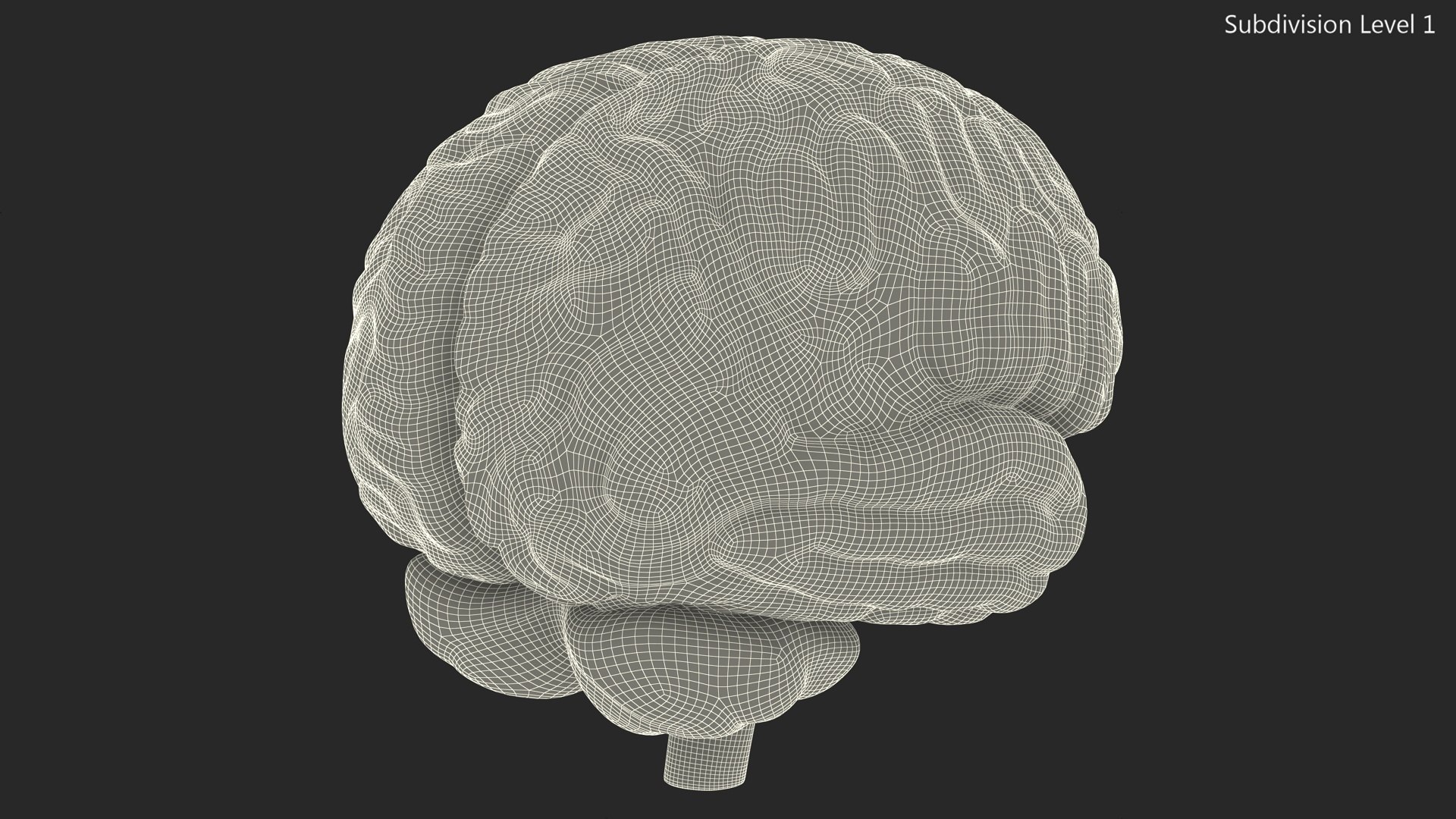 Human Brain Plastic Model 3D - TurboSquid 2268842