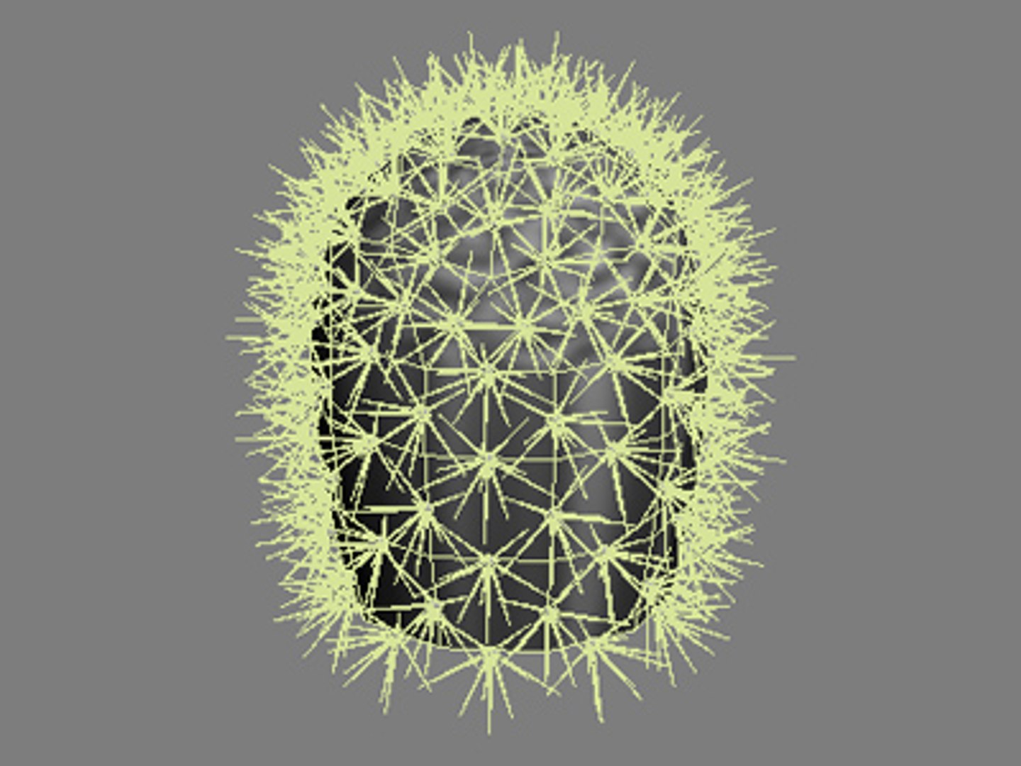 3d Model Of Cactus Plant