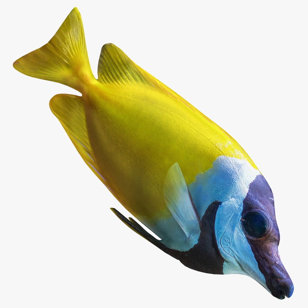 3D Aimated Siganus Vulpinus Fish Rig - TurboSquid 1486181