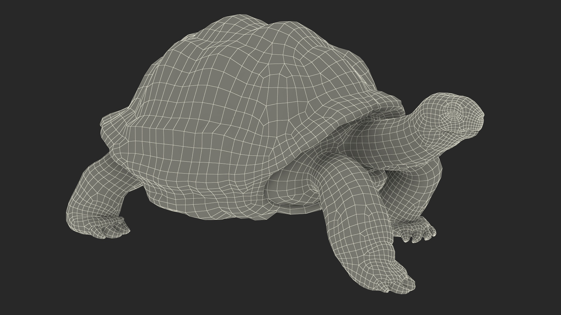 Walk Pose Dirty Giant Tortoise model - TurboSquid 2112308