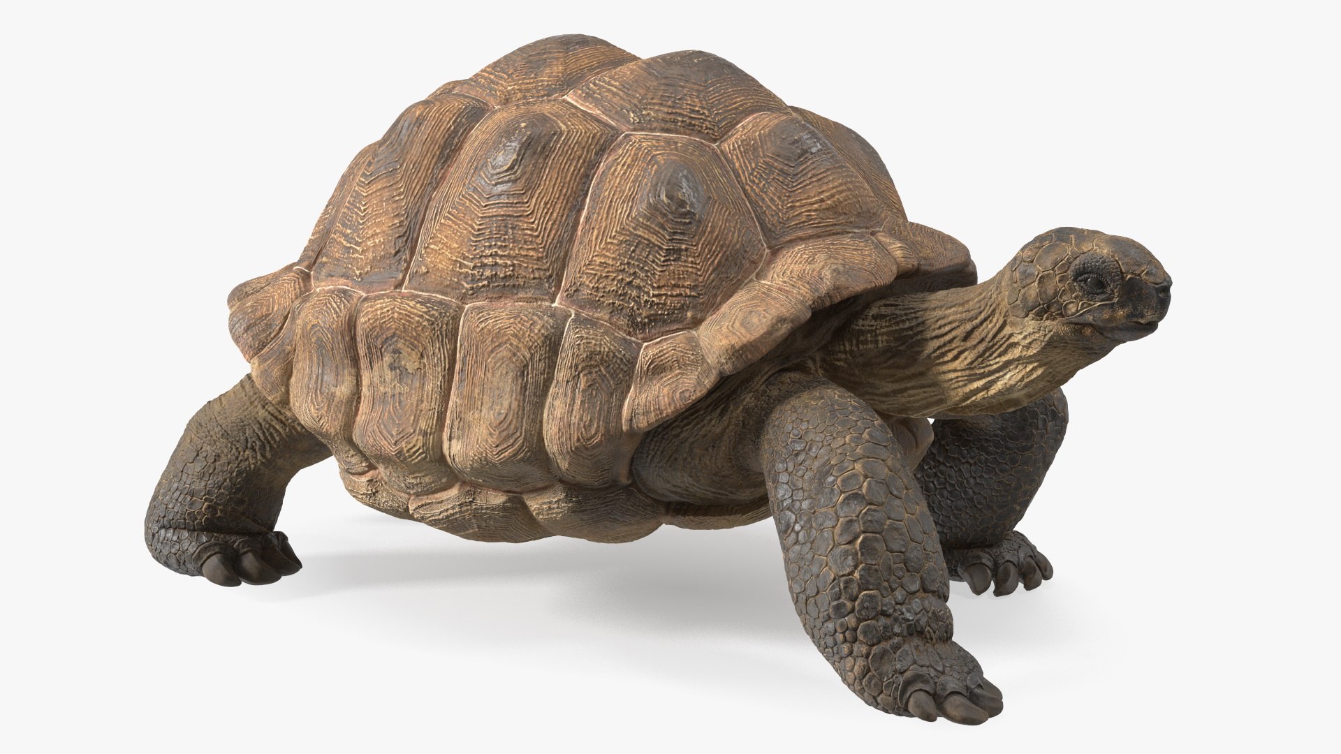 Walk Pose Dirty Giant Tortoise model - TurboSquid 2112308