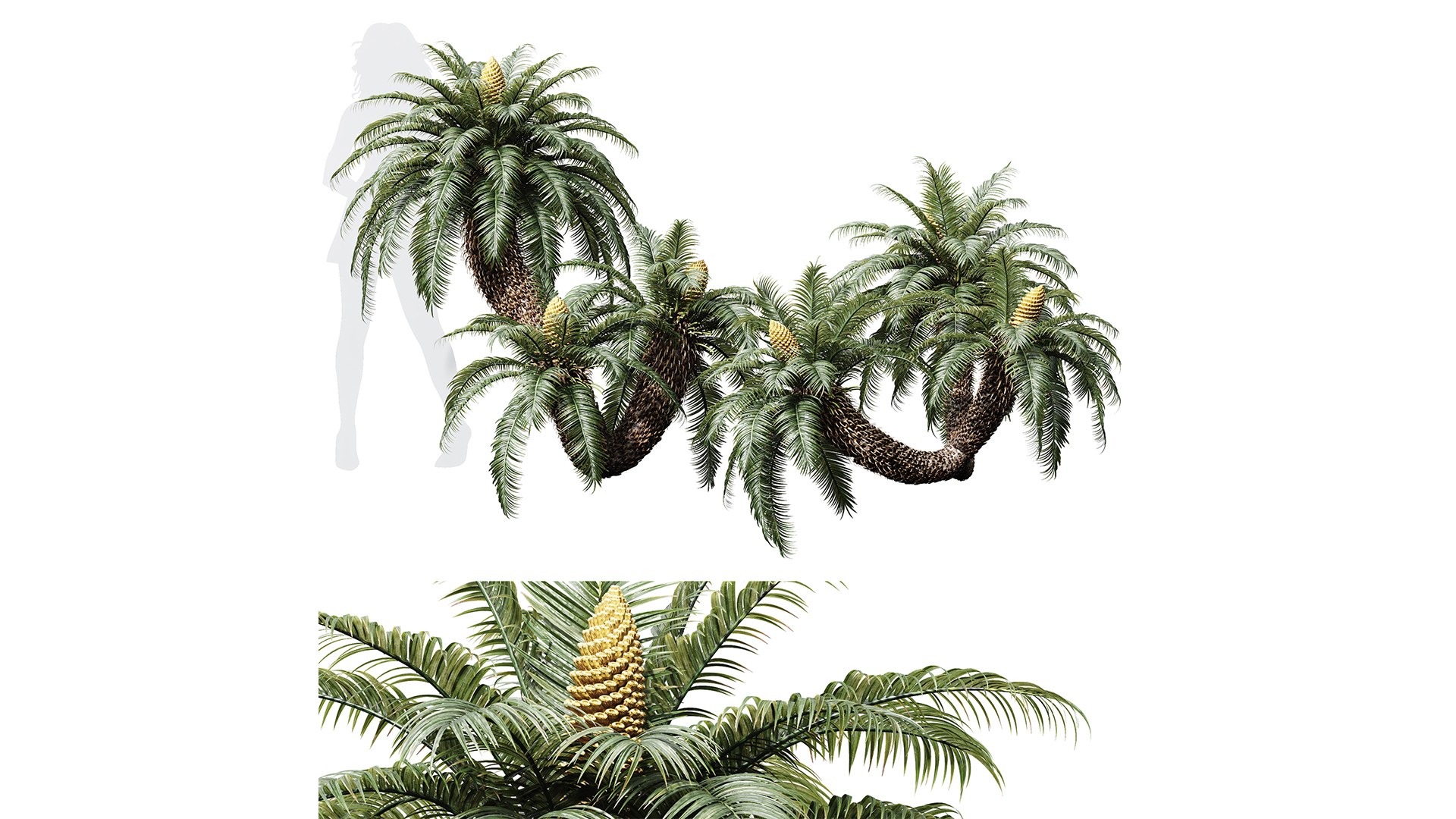New Plant High Detail Cycas Revoluta Palmfarn Fruit 3D Model ...