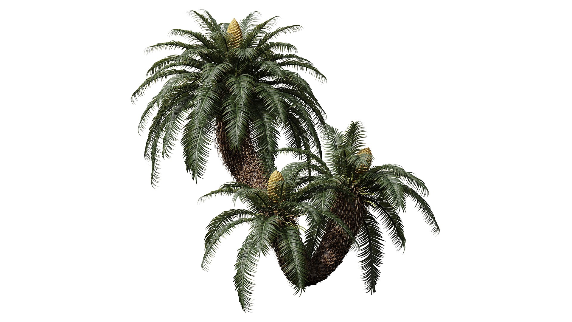 New Plant High Detail Cycas Revoluta Palmfarn Fruit 3D Model ...