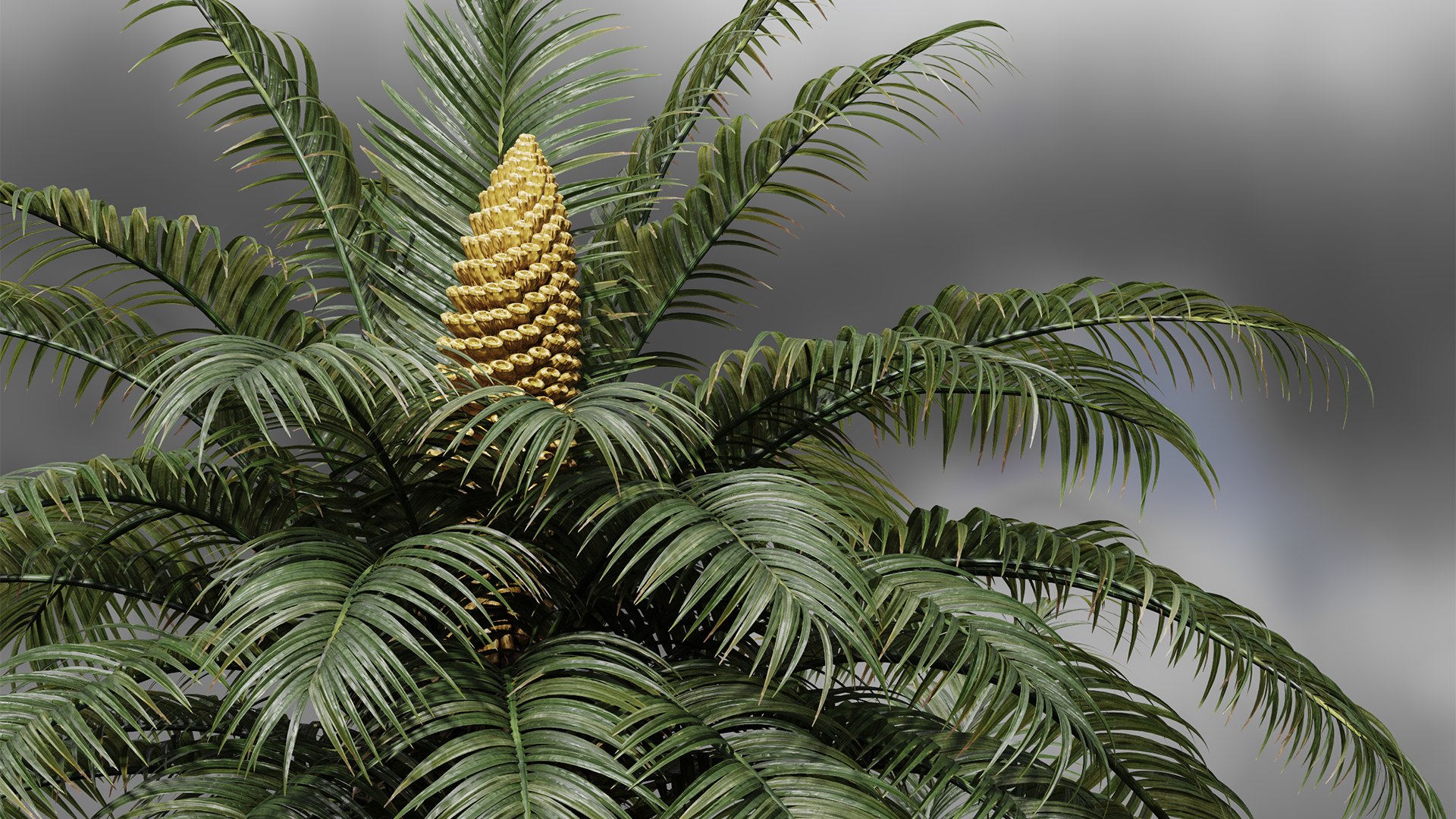 New Plant High Detail Cycas Revoluta Palmfarn Fruit 3D Model ...