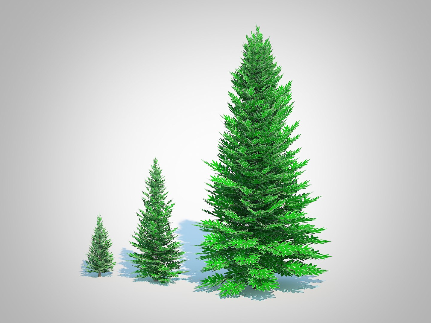 3D Model Abies Fraseri- Fraser Fir - TurboSquid 2332158