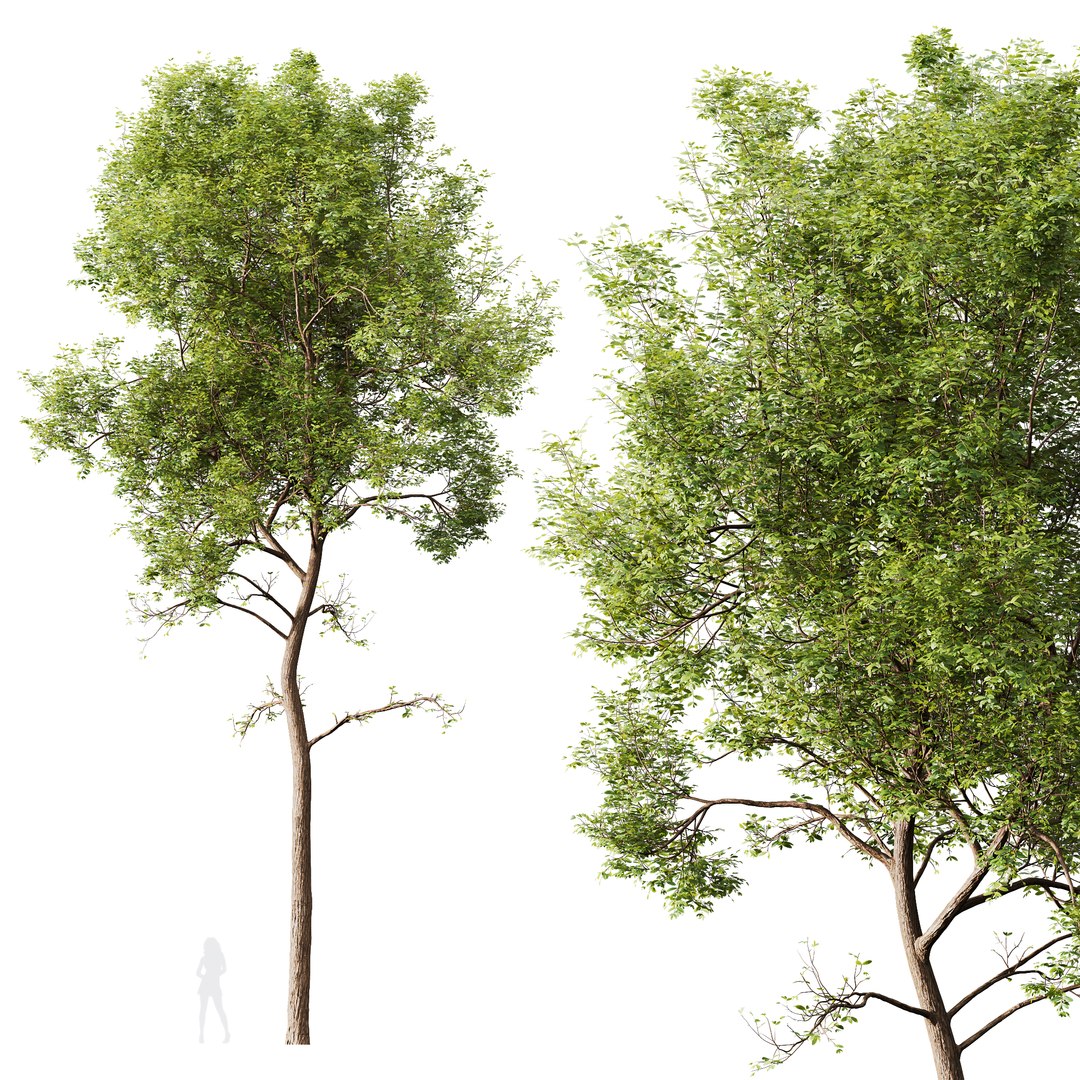 6 Different SETS of Tree SET VOL09 3D - TurboSquid 2132481