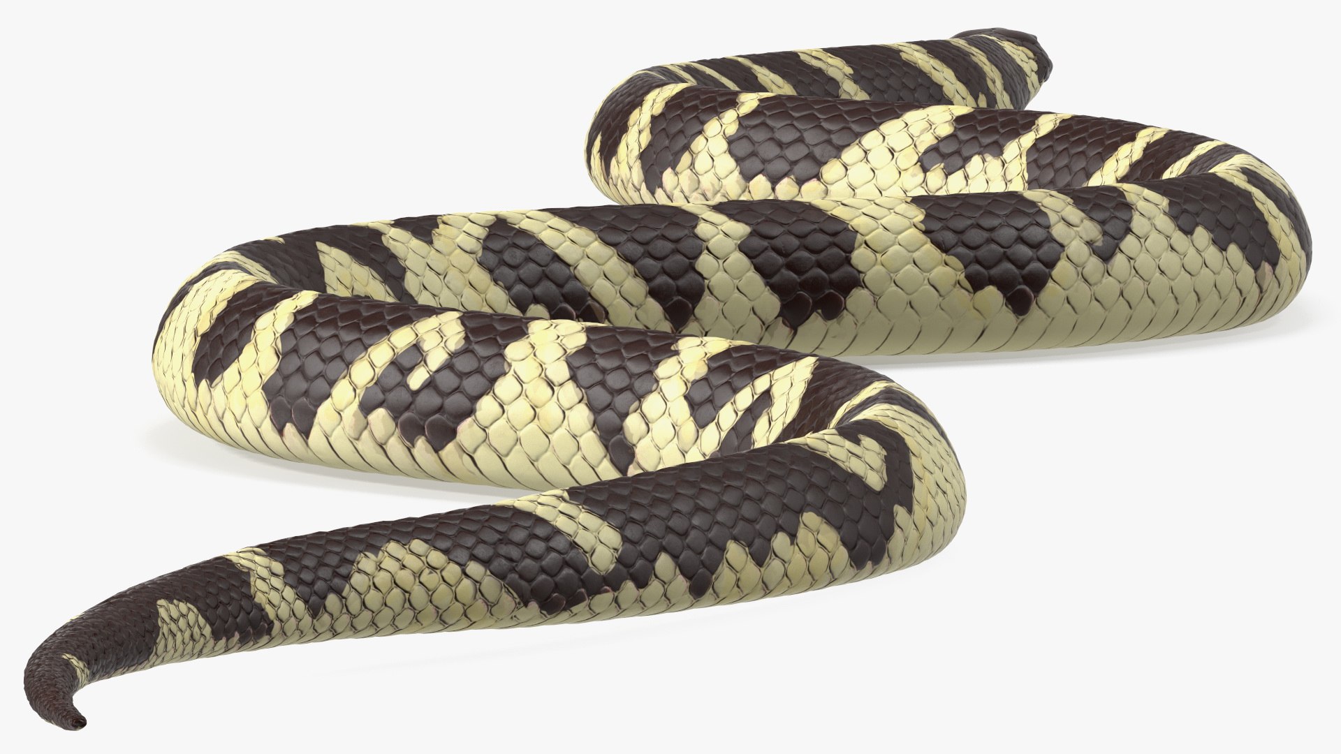 3D California Kingsnake - TurboSquid 1943749