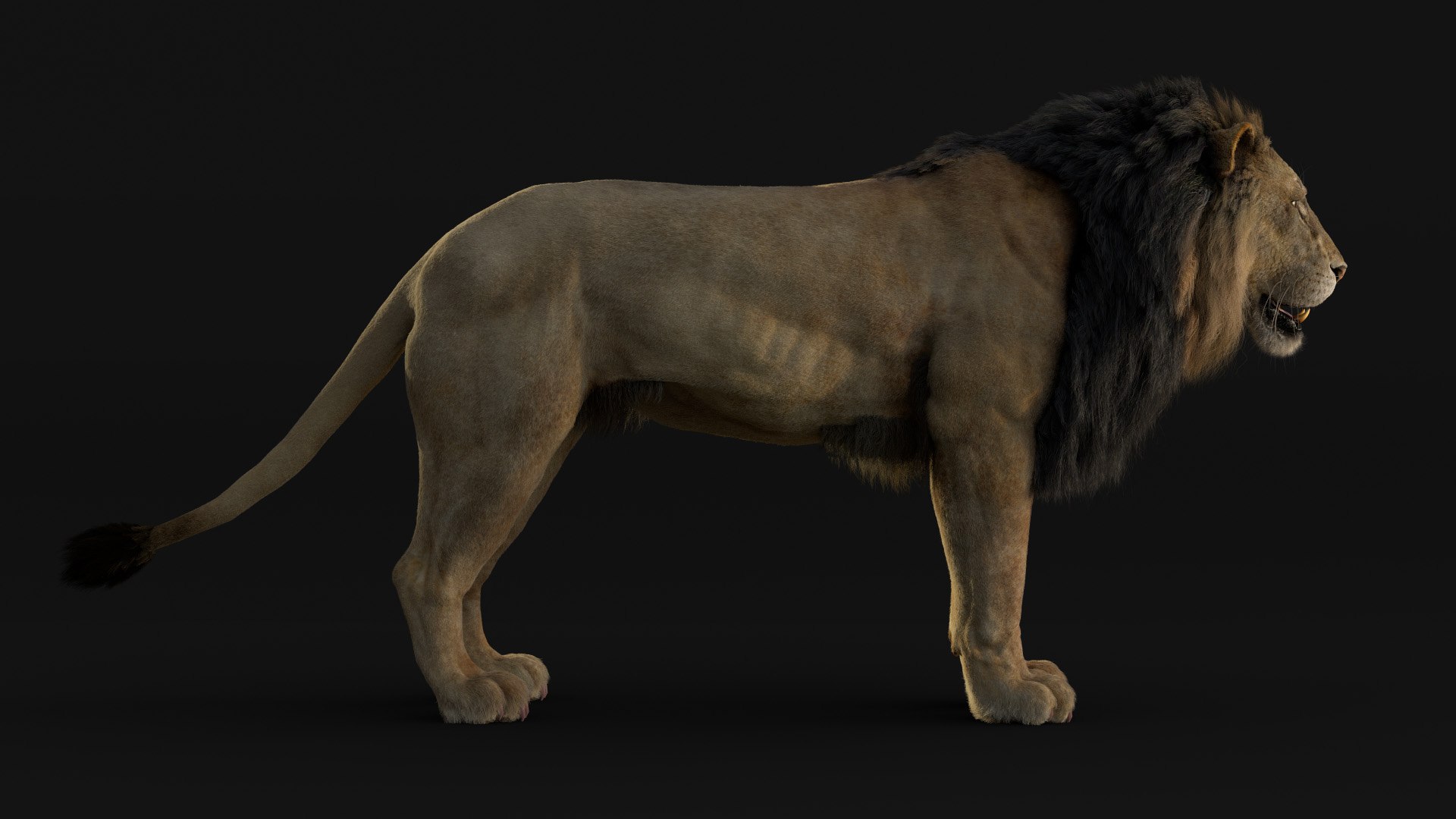 3D Lion Redshift Animation - TurboSquid 1492834