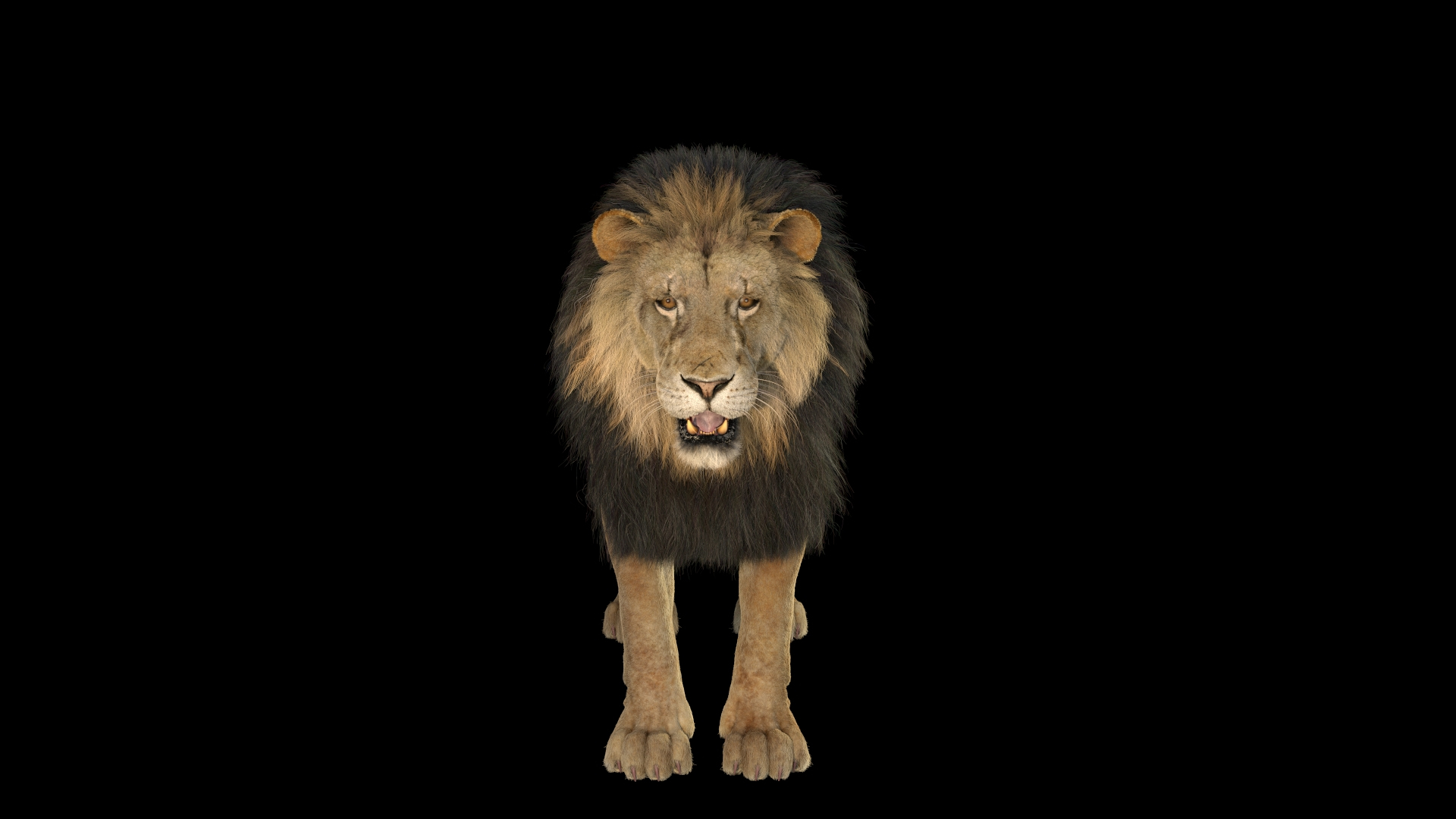 3D Lion Redshift Animation - TurboSquid 1492834