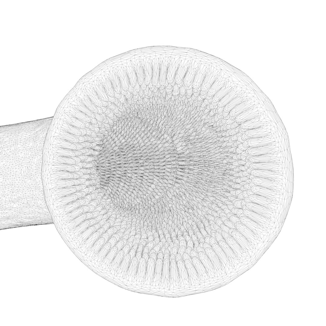 3D Intestinal Villi Animation - TurboSquid 2055499