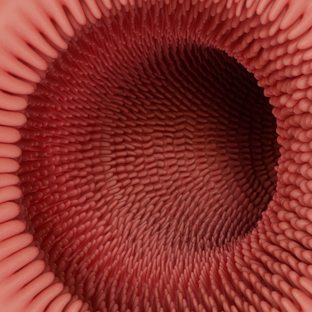 3D Intestinal Villi Animation - TurboSquid 2055499
