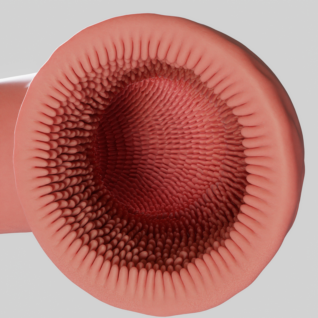3D Intestinal Villi Animation - TurboSquid 2055499