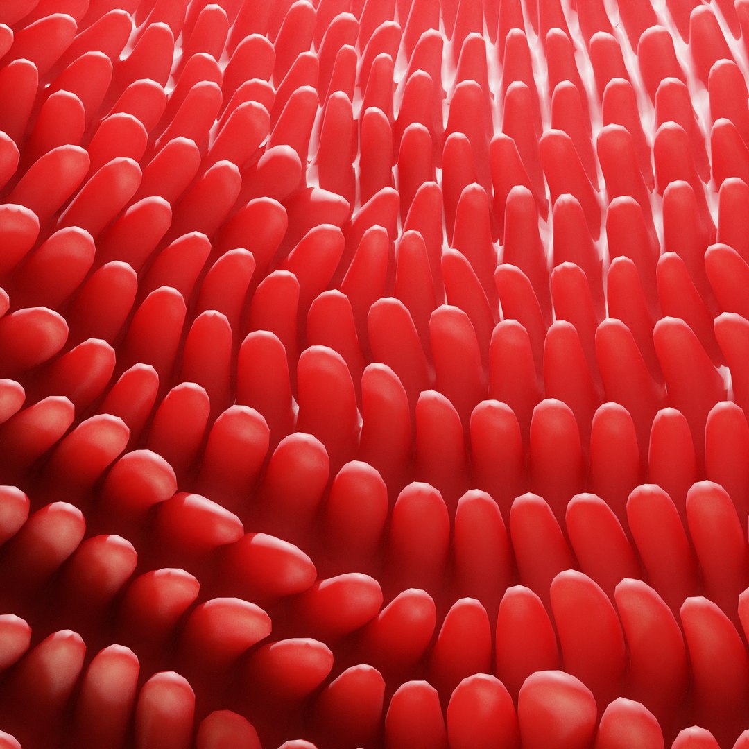 3D Intestinal Villi Animation - TurboSquid 2055499