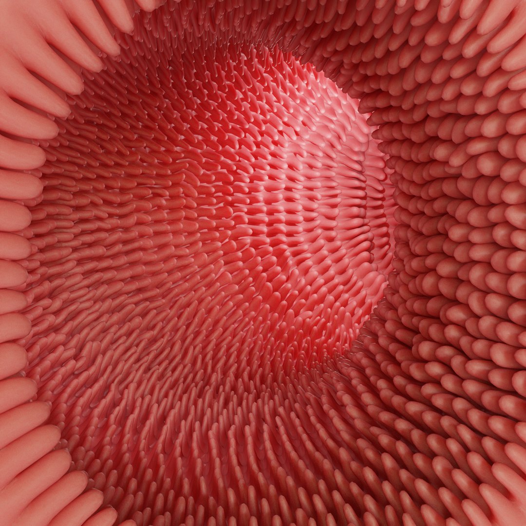 3D Intestinal Villi Animation - TurboSquid 2055499