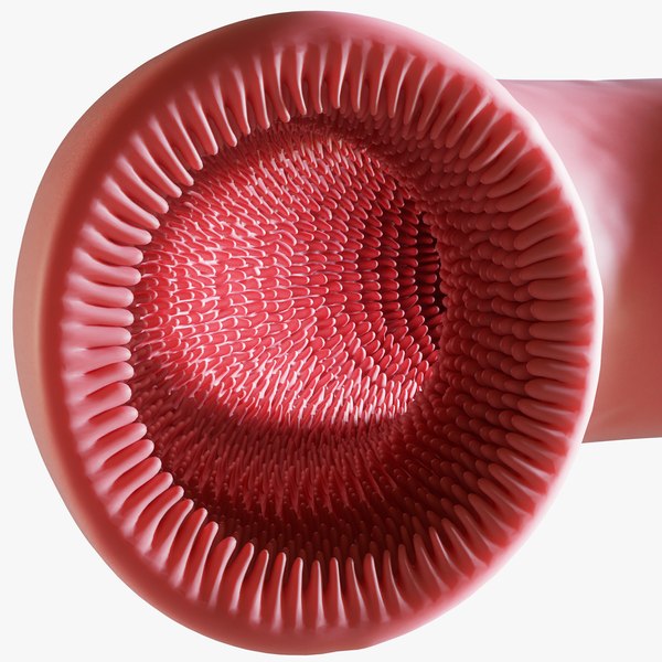 modelo 3d Intestinal villi Animation - TurboSquid 2055499