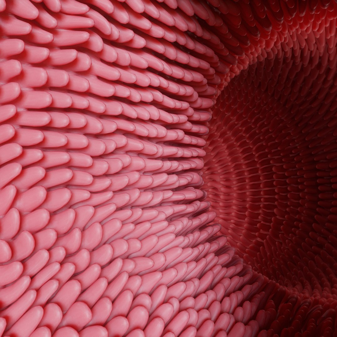 3D Intestinal Villi Animation - TurboSquid 2055499