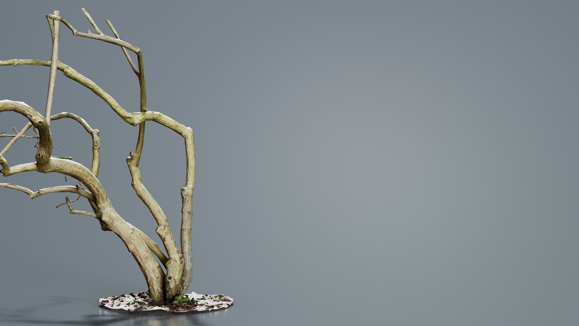 Cherry Tree Trunk Remastered 3D Model - TurboSquid 2363157