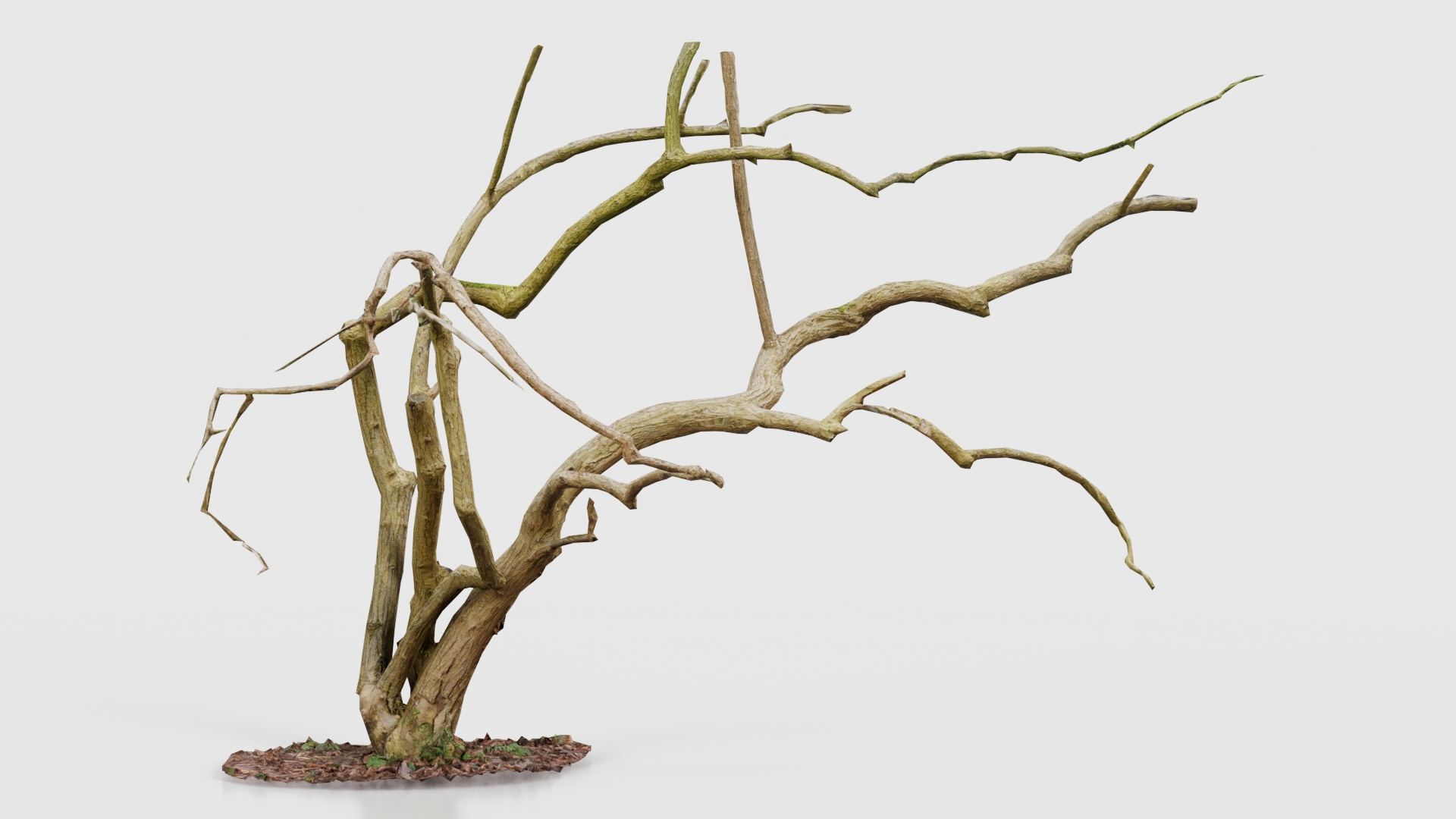 Cherry Tree Trunk Remastered 3D Model - TurboSquid 2363157
