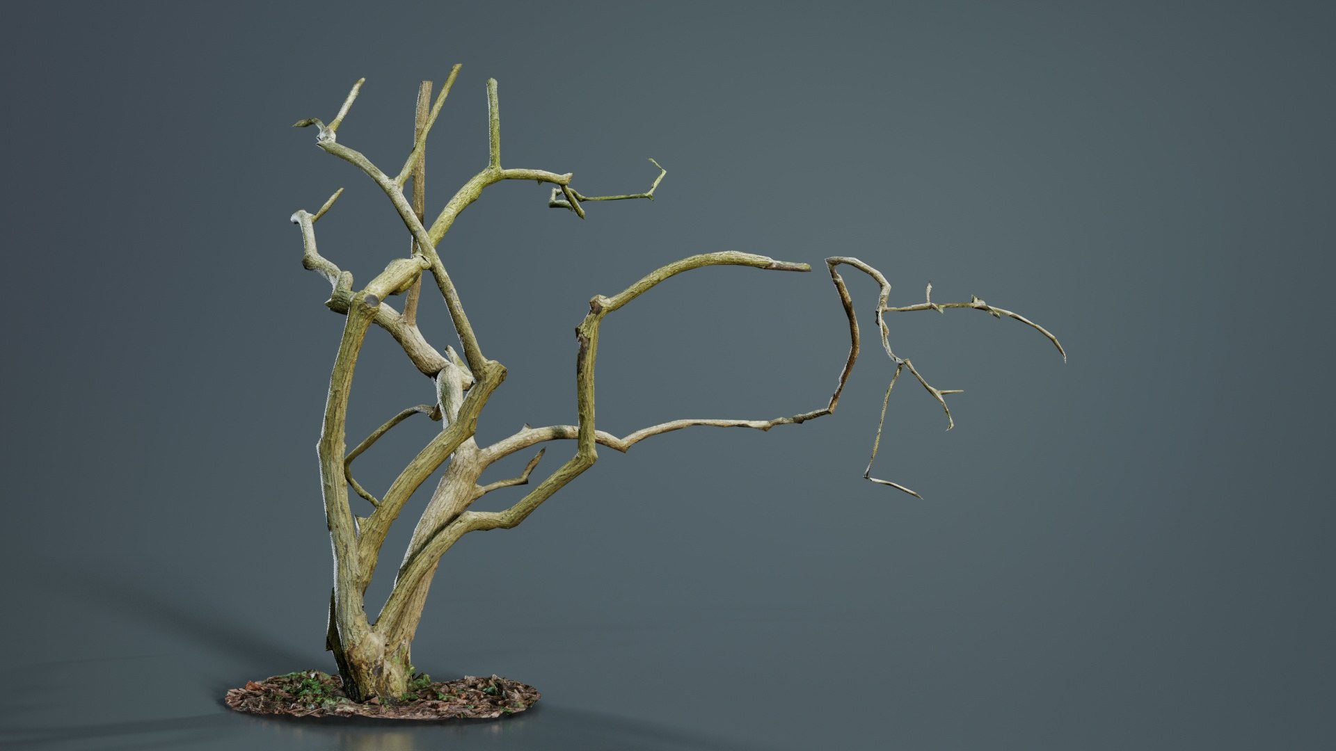 Cherry Tree Trunk Remastered 3D Model - TurboSquid 2363157