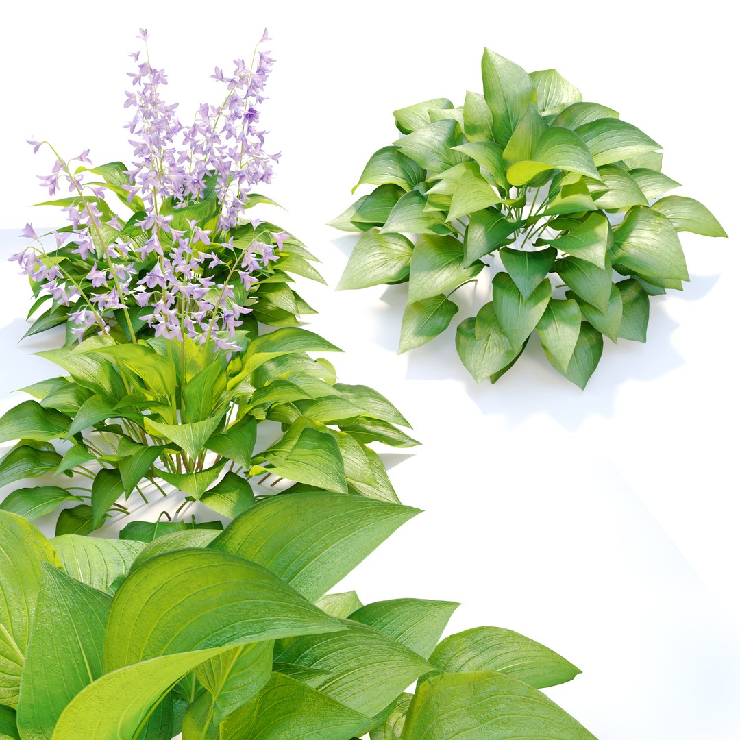 3D Plantain Lilies - TurboSquid 1943964