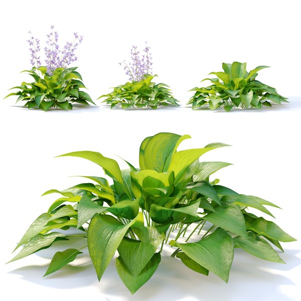 Hosta 3D Models for Download | TurboSquid