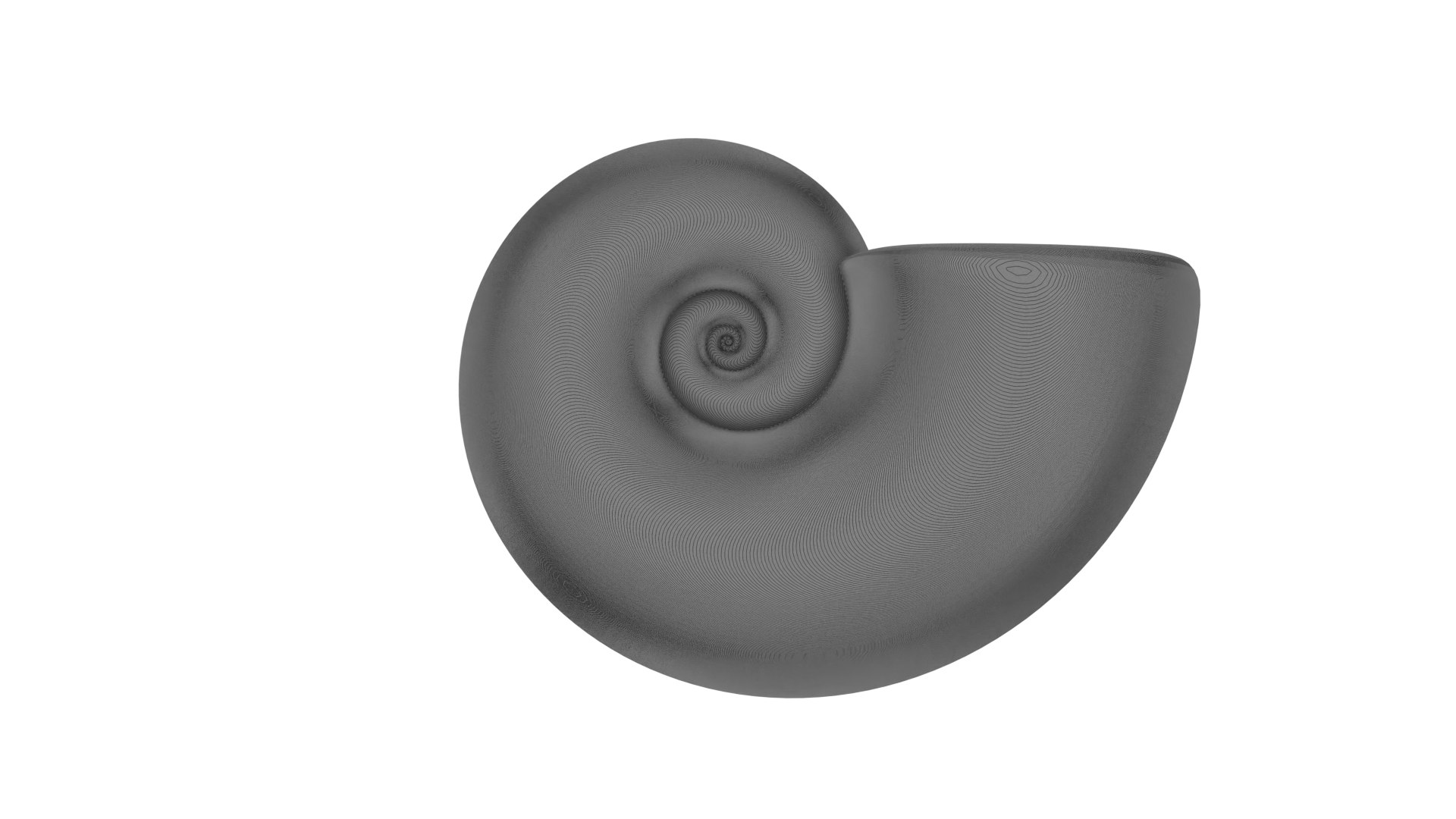 3D Ammonoid Shell Paraspiticeras - TurboSquid 2321255