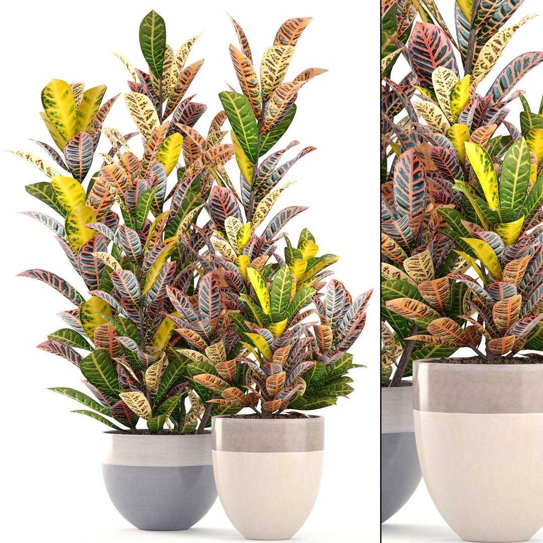 Pots Croton Model - TurboSquid 1273540