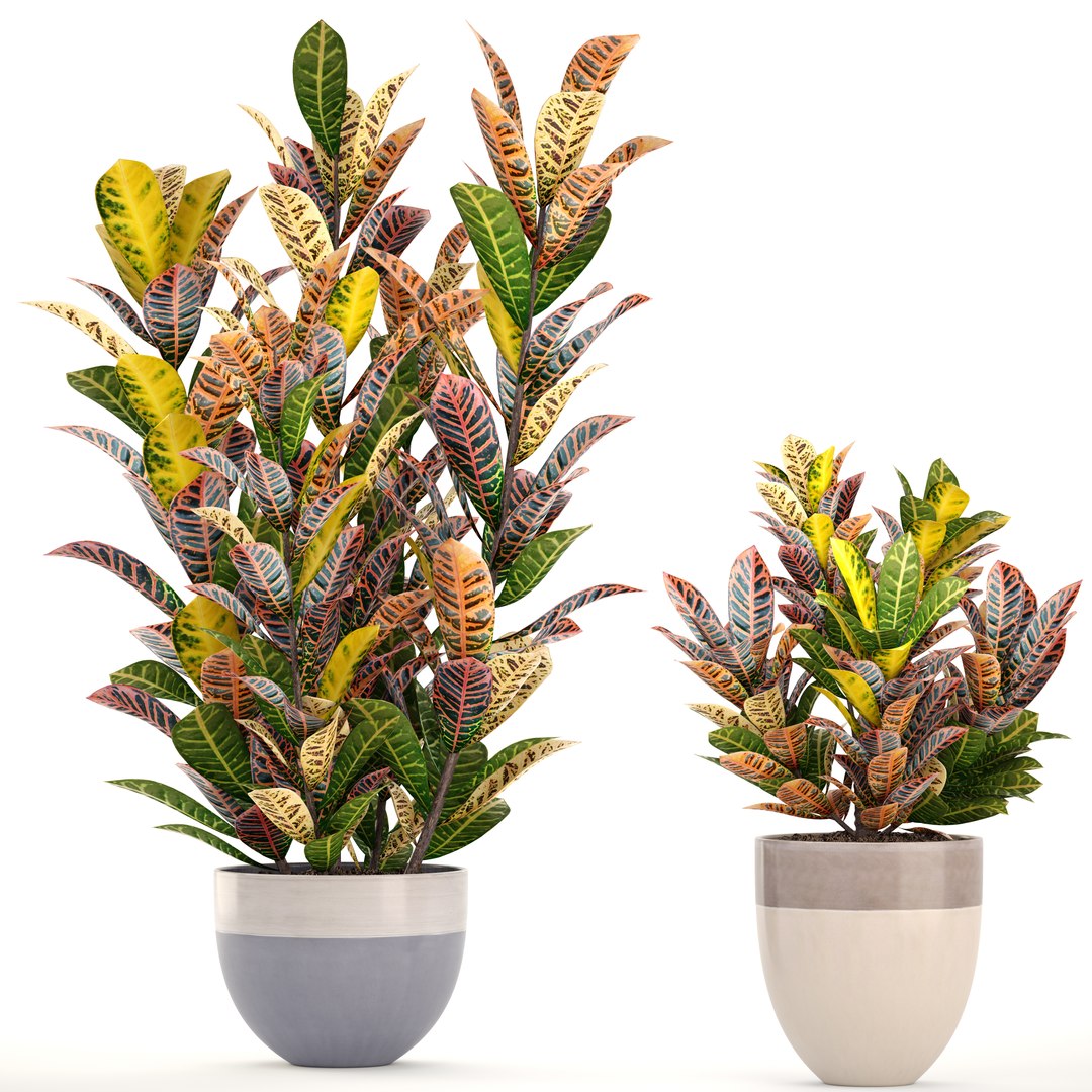 Pots Croton Model - TurboSquid 1273540