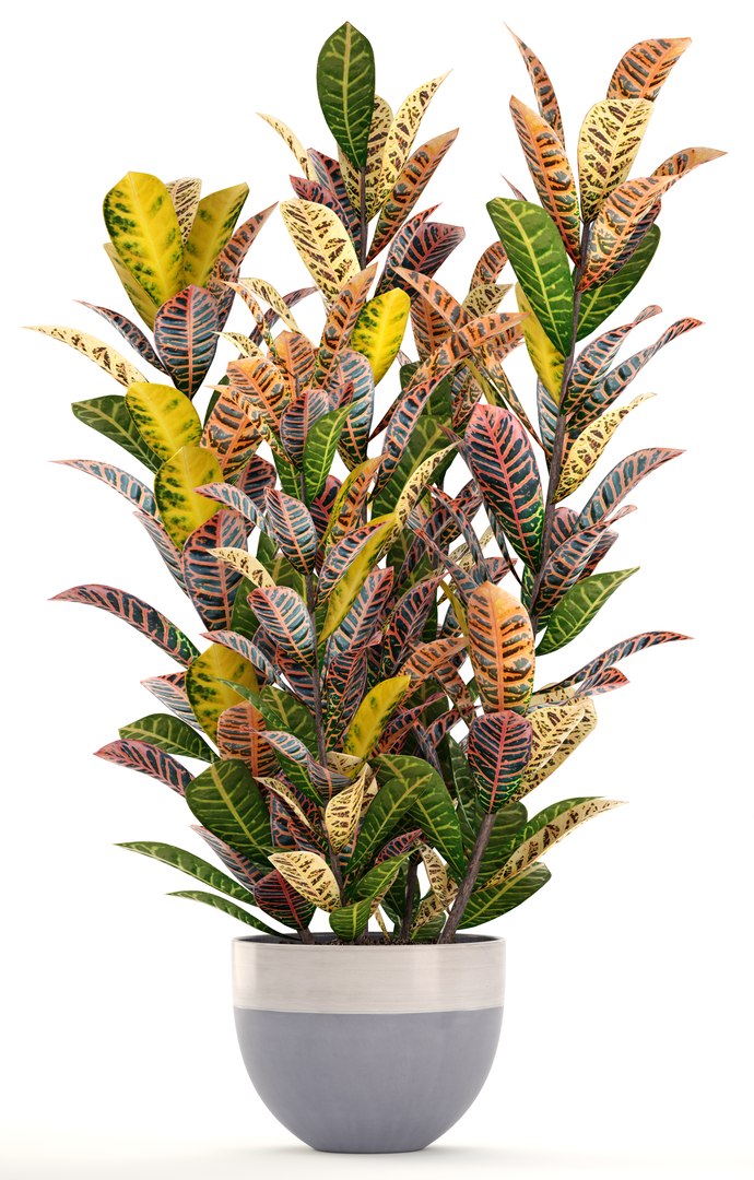 Pots Croton Model - TurboSquid 1273540