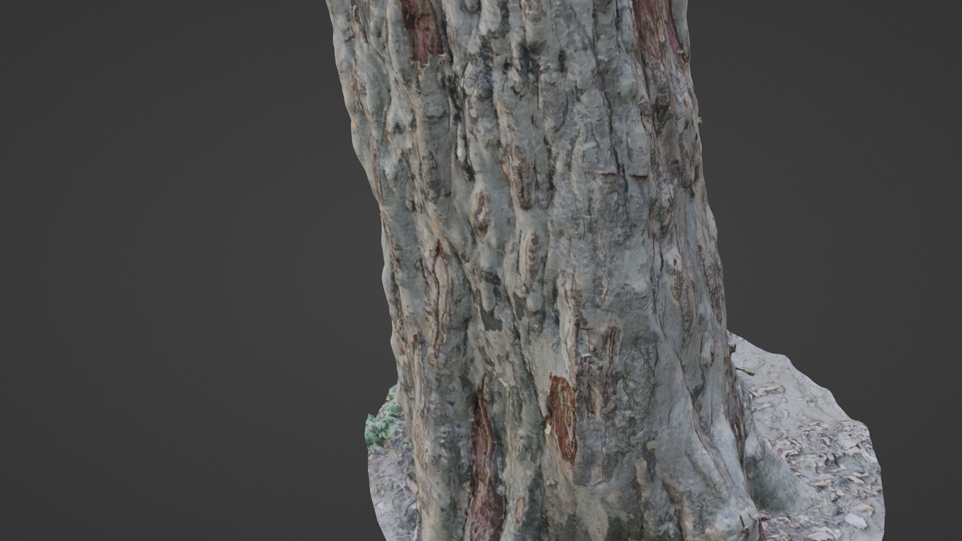 3D Forest Tree Scan - TurboSquid 2329668