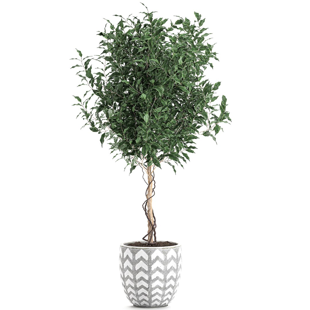 Decorative Trees Interior Pots 3D - TurboSquid 1565397