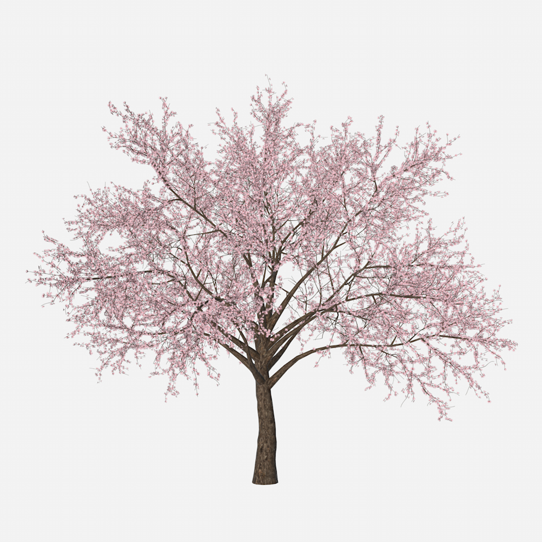3D Sakura Tree - TurboSquid 1676620