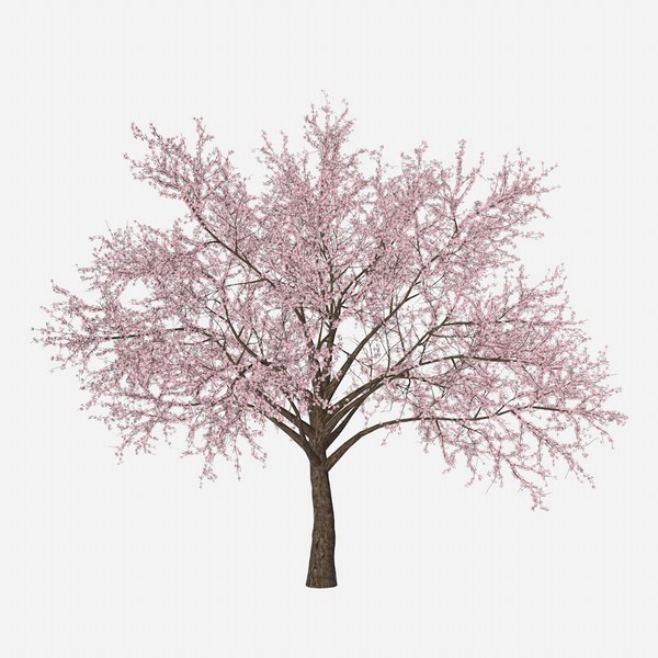 3D sakura tree - TurboSquid 1676620