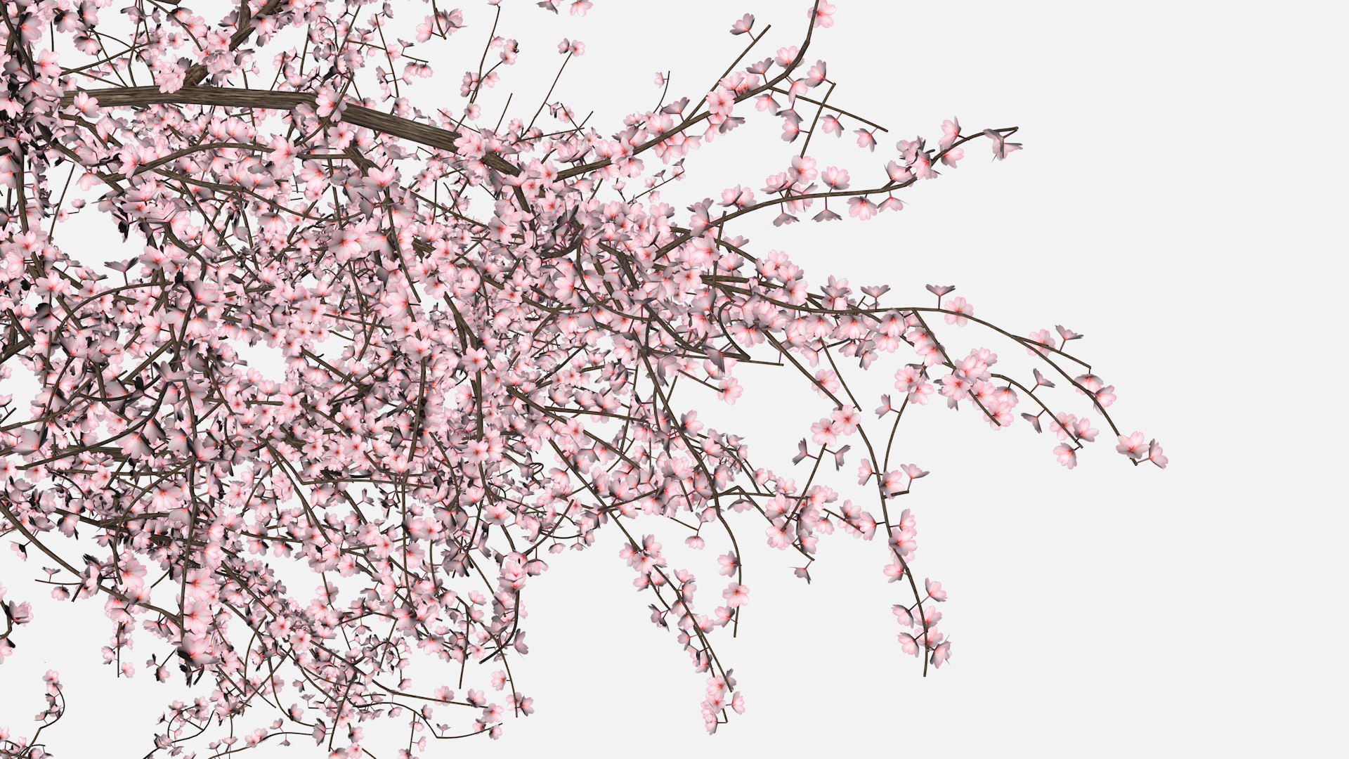 3D Sakura Tree - TurboSquid 1676620