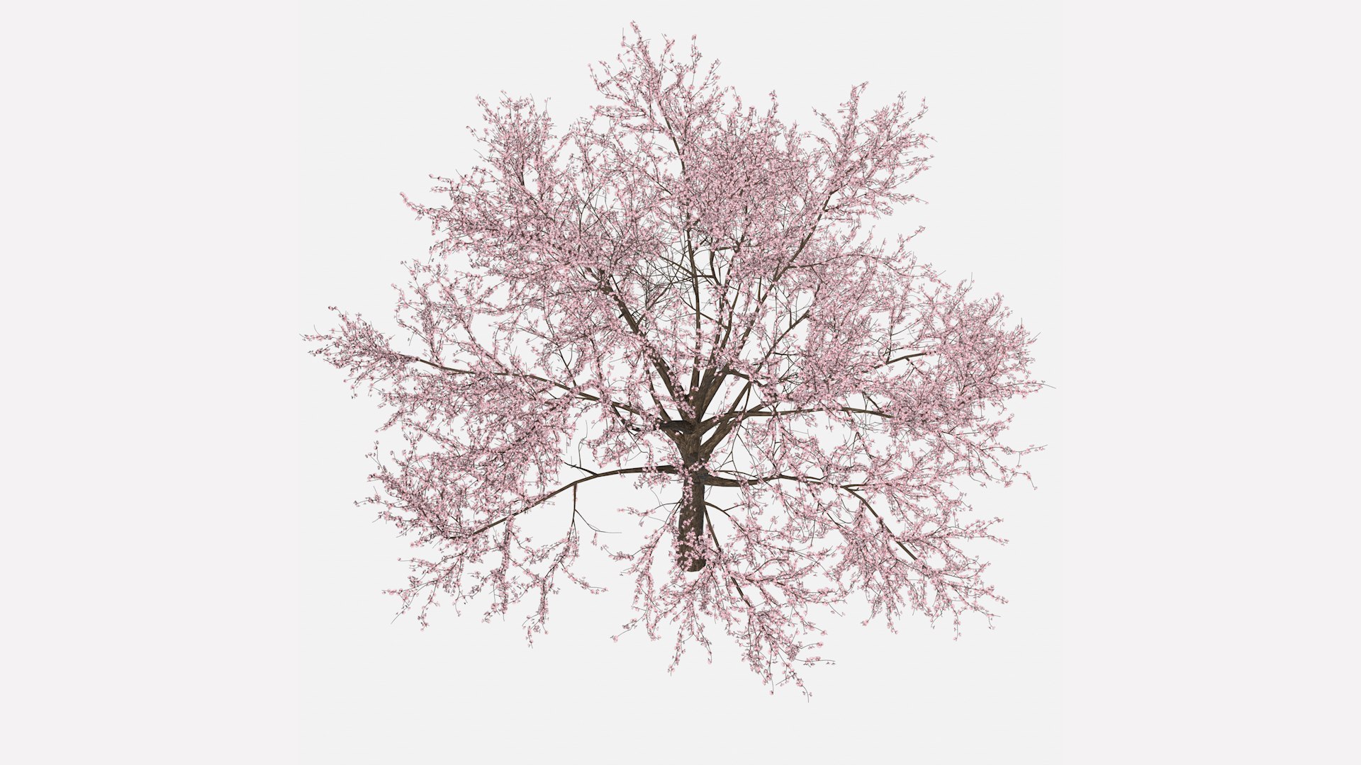 3D Sakura Tree - TurboSquid 1676620