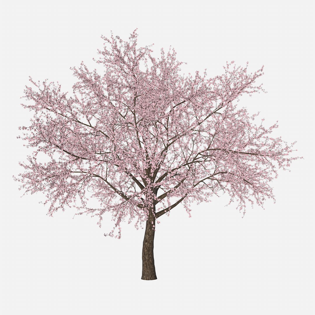 3D sakura tree - TurboSquid 1676620