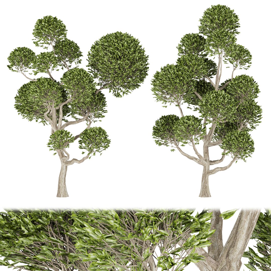 3D Model Collection Tree Vol 1 - TurboSquid 1946173