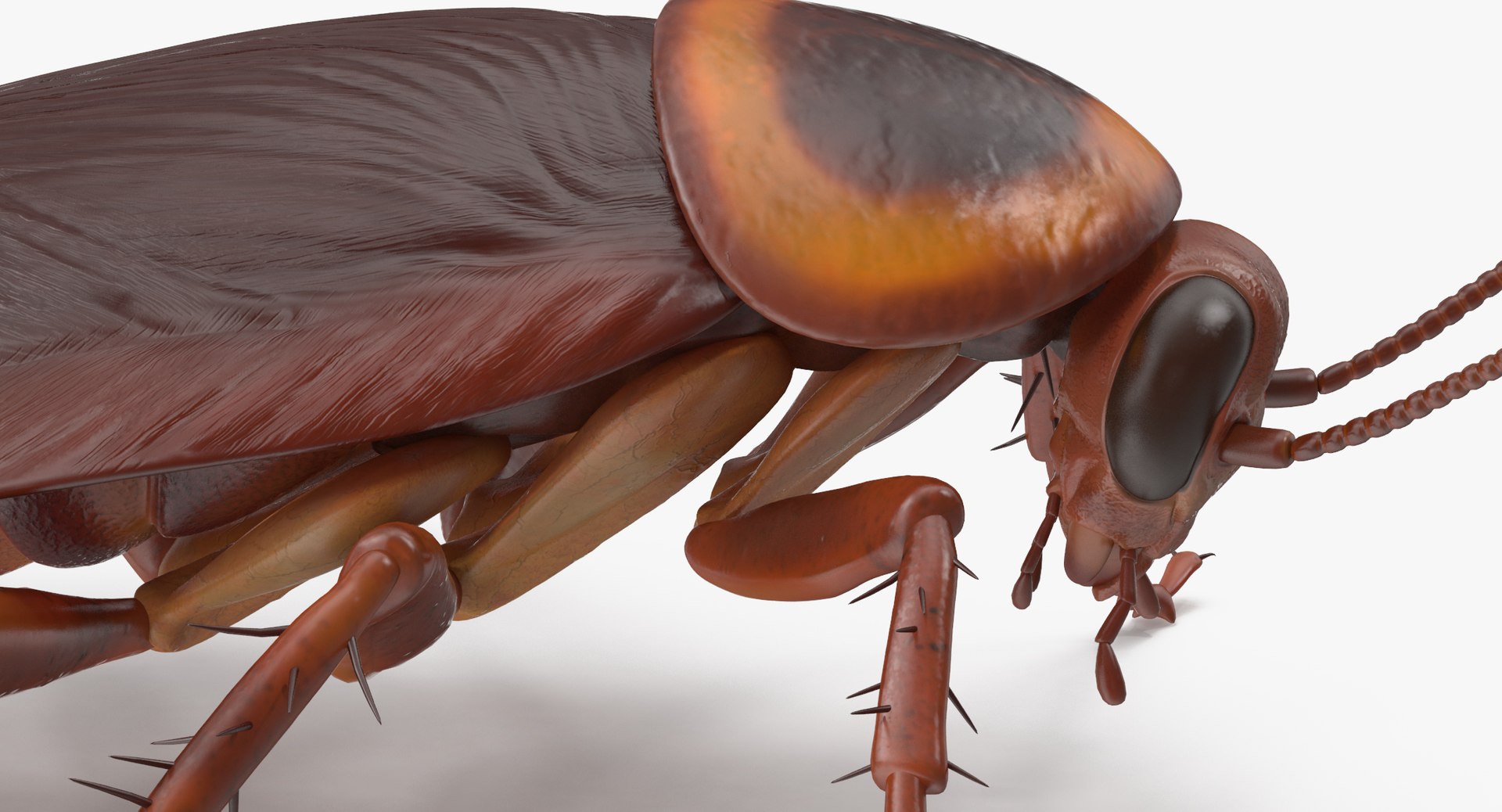 Cockroach 01 C4d