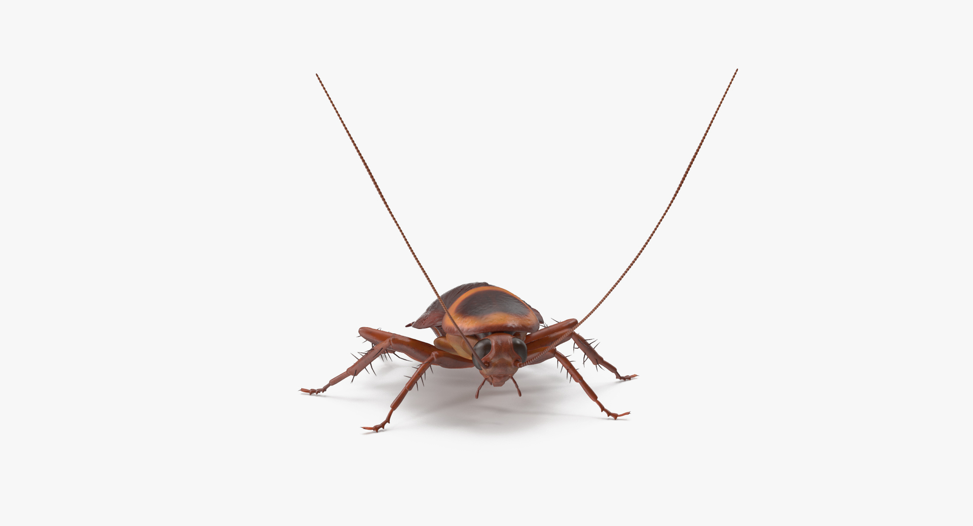 Cockroach 01 C4d