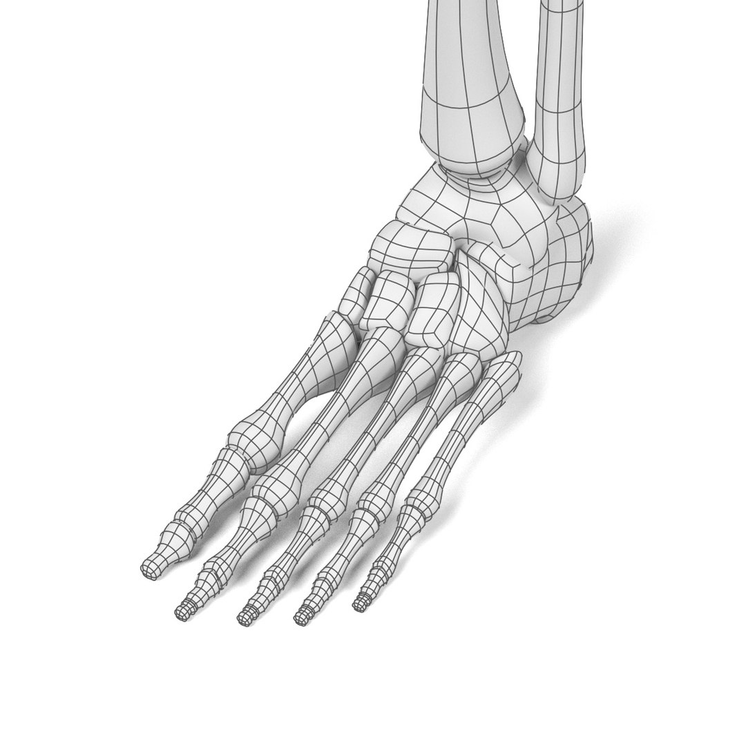 3d leg bones model