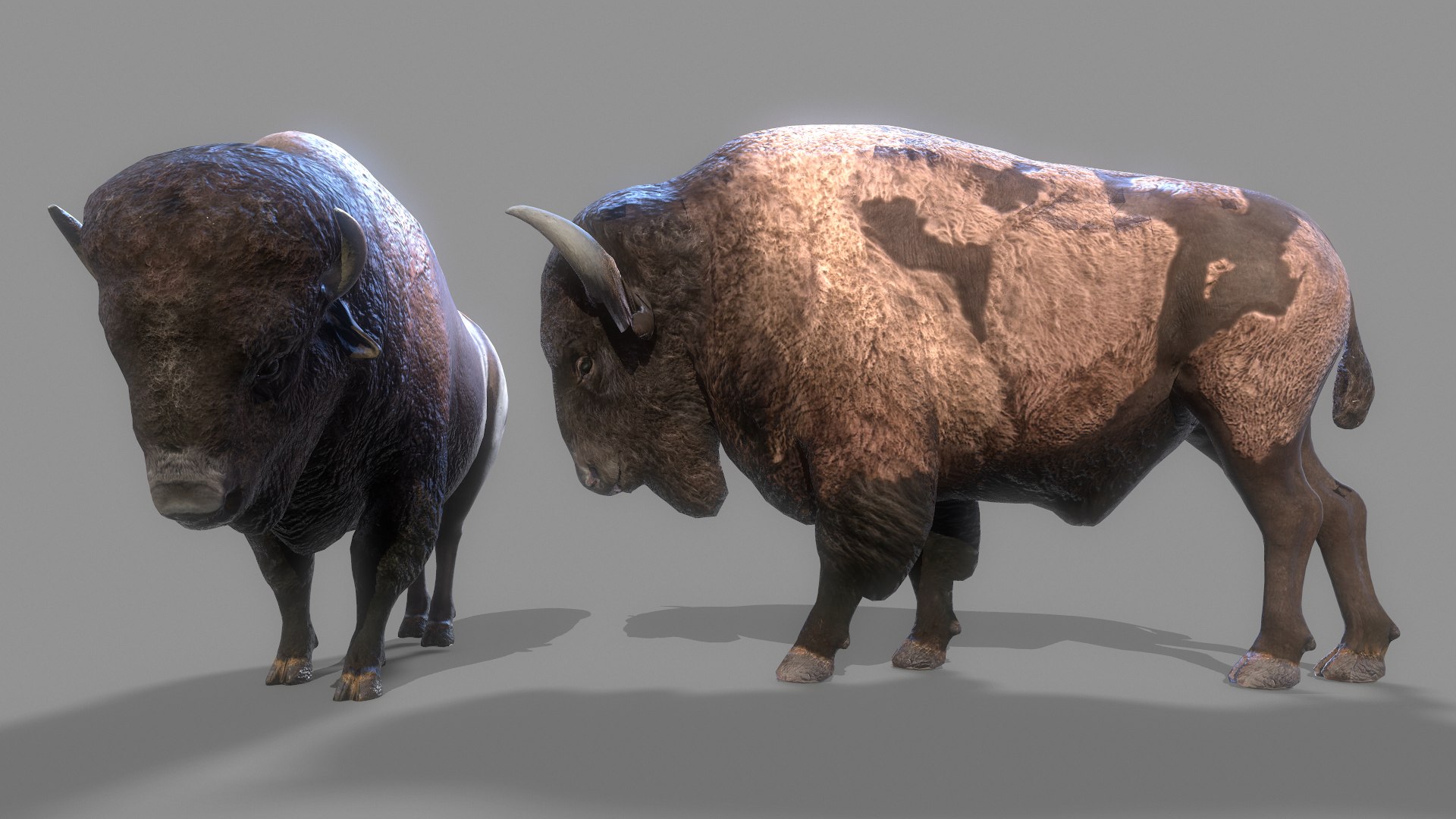 AMERICAN STEPPE BISON Low-poly 3D Model 3D Model - TurboSquid 1840713