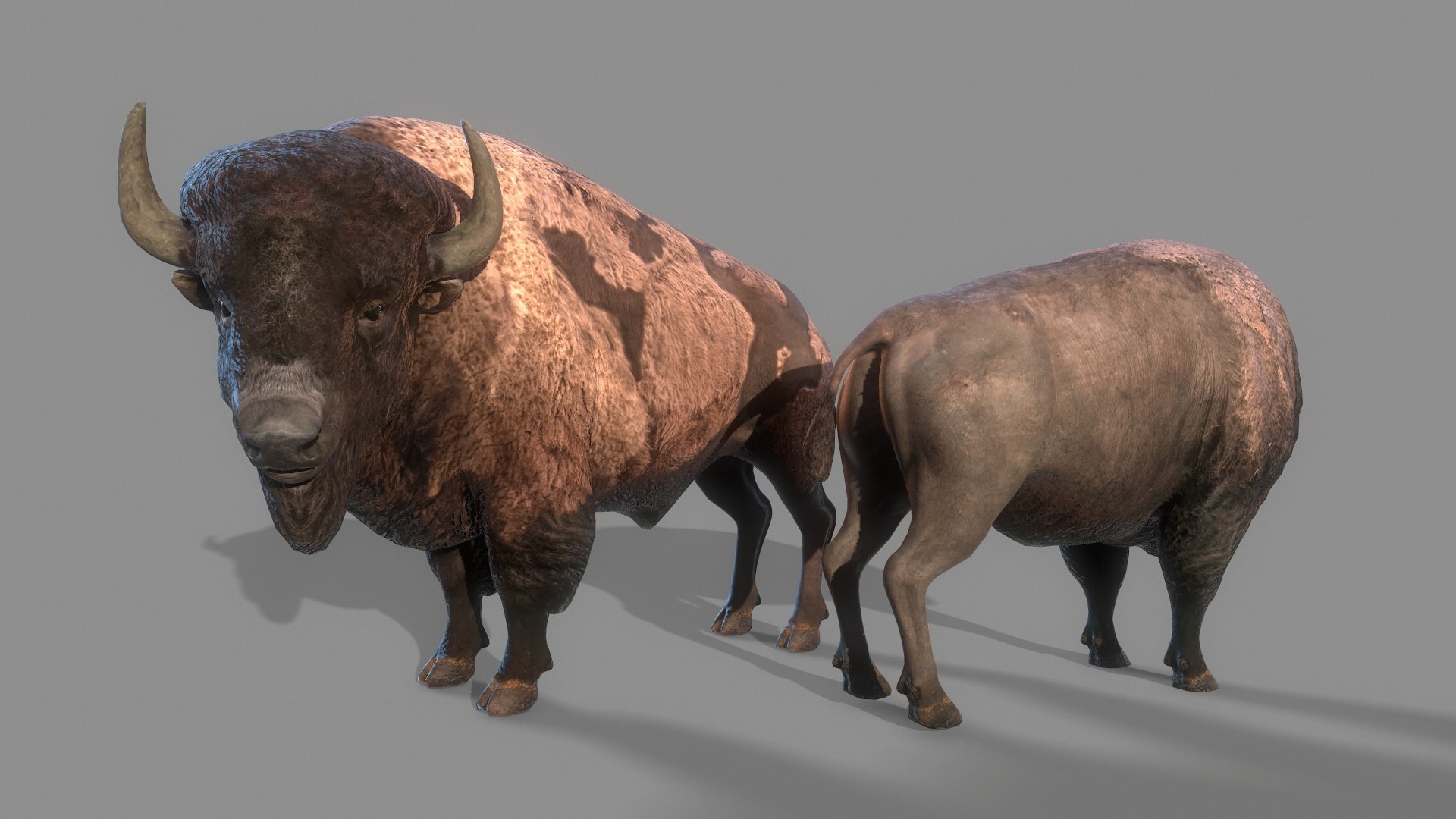 AMERICAN STEPPE BISON Low-poly 3D Model 3D Model - TurboSquid 1840713