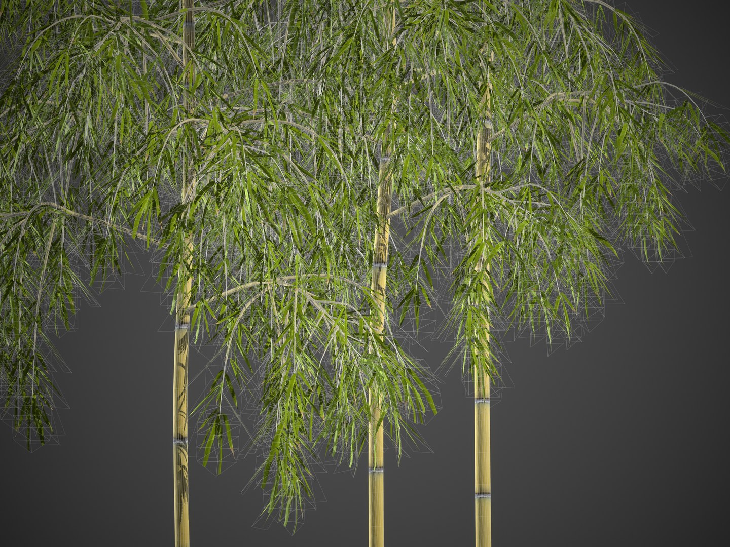 3D 2021 PBR Hachiku Bamboo Collection - Phyllostachys Nigra Henonis ...
