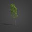 3D 2021 PBR Hachiku Bamboo Collection - Phyllostachys Nigra Henonis ...