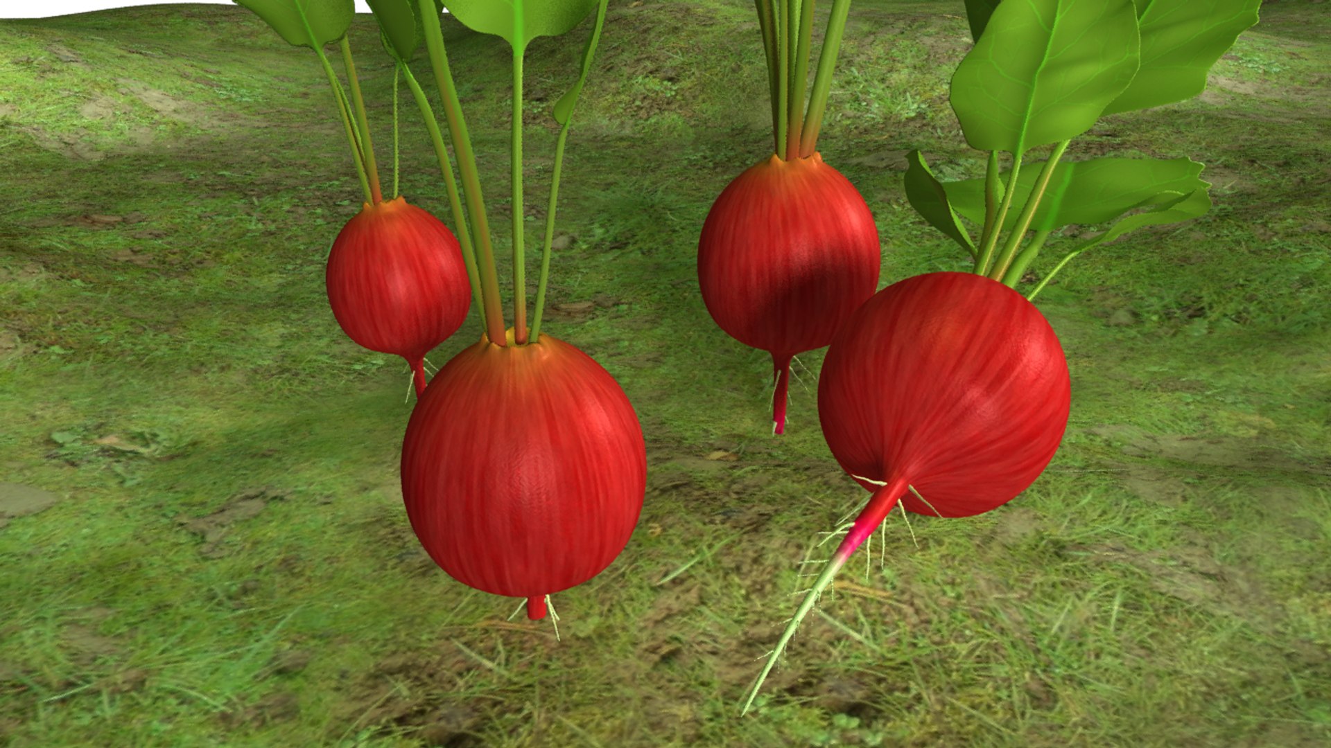 radish plant 3d model